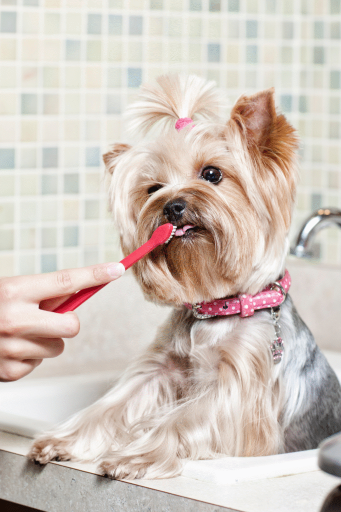 🐶 Don’t Ignore the Gums! How to Prevent Painful Dog Dental Problems ...