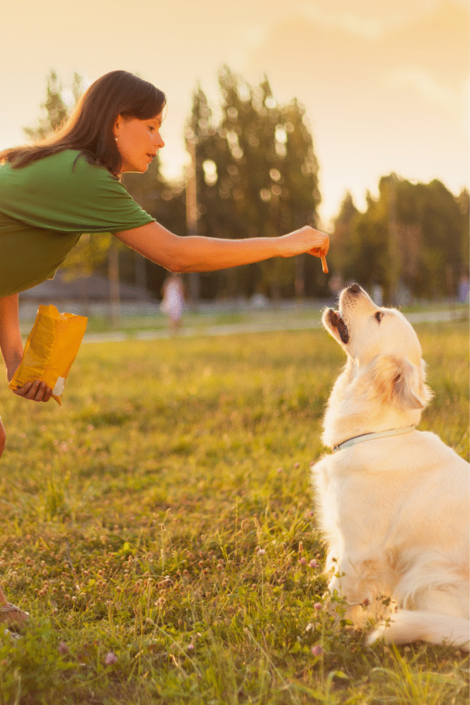 🐕🐾Basic Obedience Training for Dogs: The First Steps to a Well-Behaved Pup - puppulse.com