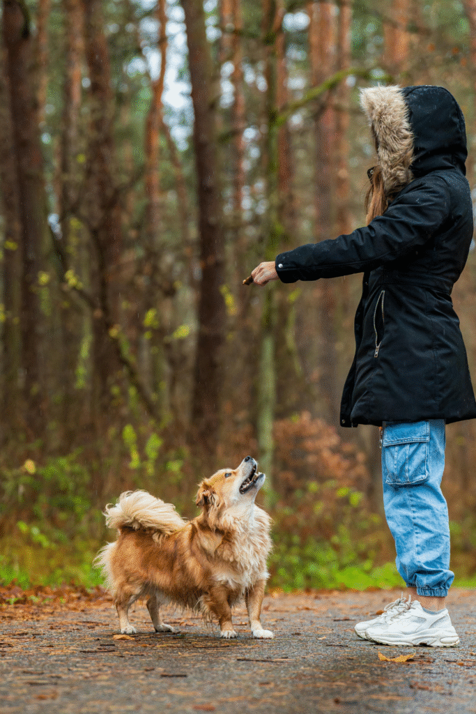 🐕🐾Basic Obedience Training for Dogs: The First Steps to a Well-Behaved Pup - puppulse.com